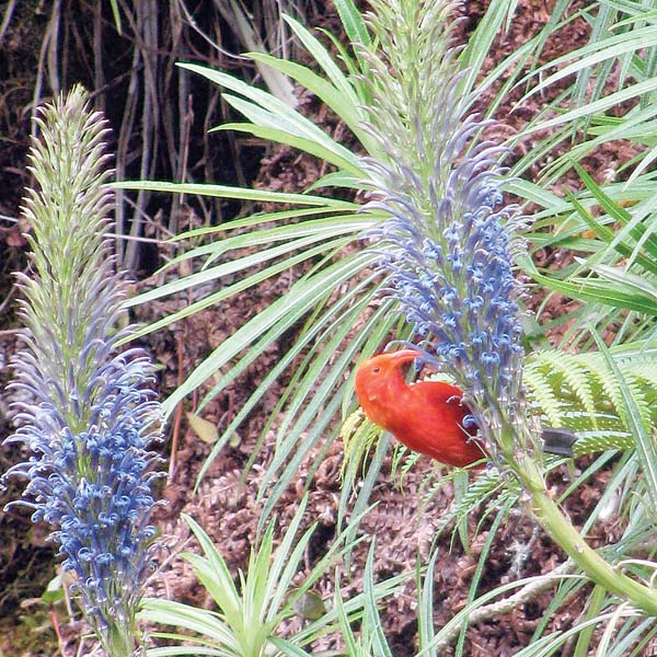 Celebrating Native Hawaiian Plant Month | News, Sports, Jobs - Maui News